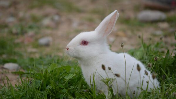 How Rare Are Albino Rabbits? | Bunny Breed Guide - The Compact Critters