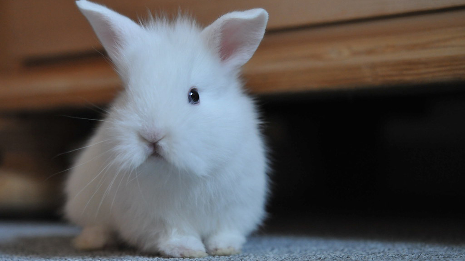 How Rare Are Albino Rabbits? | Bunny Breed Guide - The Compact Critters