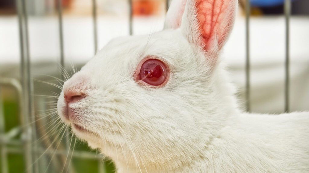 How Rare Are Albino Rabbits? | Bunny Breed Guide - The Compact Critters