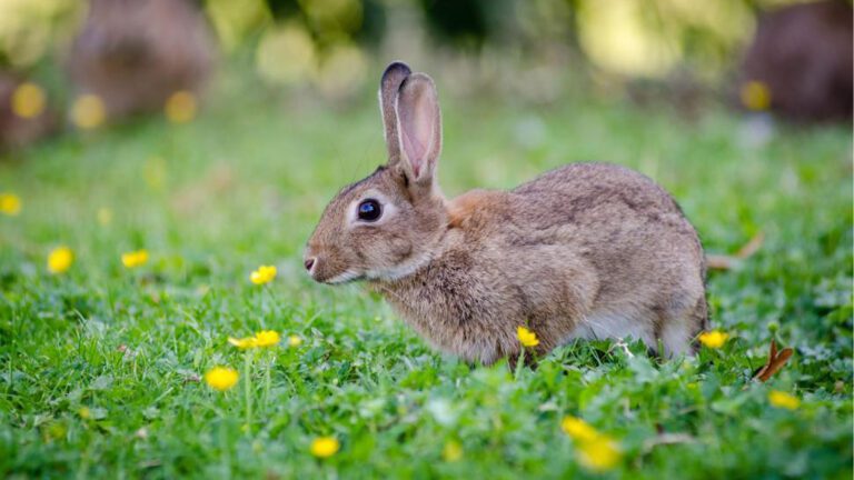Understanding Rabbit Bones Structure | Rabbit Skeleton Guide - The ...