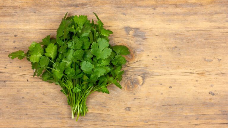 How Many Teeth Do Rabbits Have? | Bunny Teeth Guide - The Compact Critters